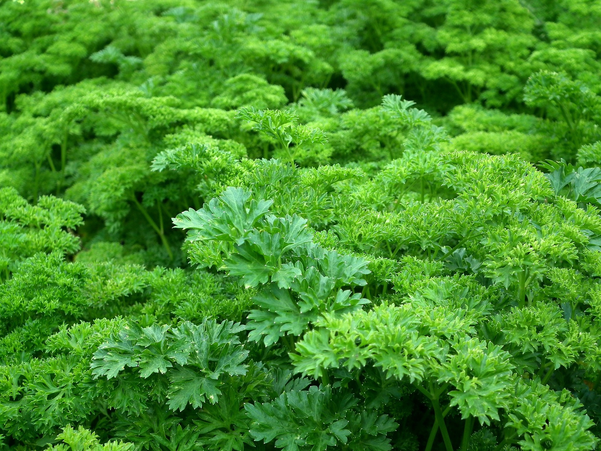 Tout savoir sur les herbes saines. - Naturaforme