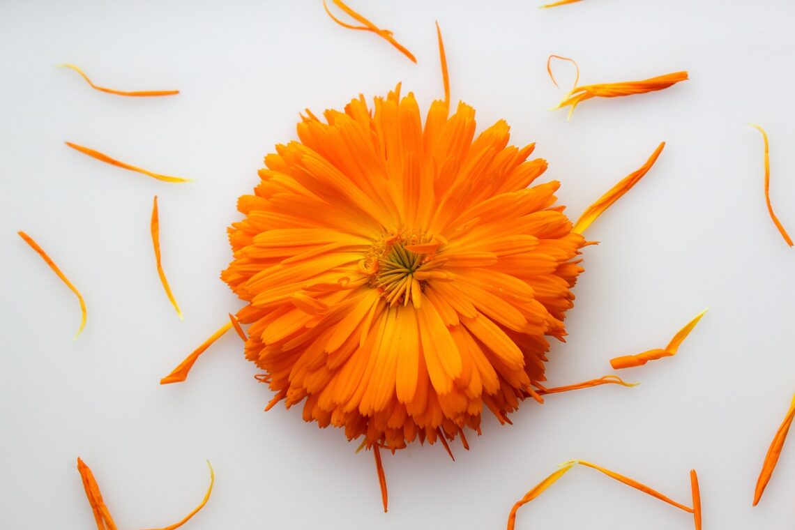 Calendula : histoire, utilisations et bienfaits. - Naturaforme