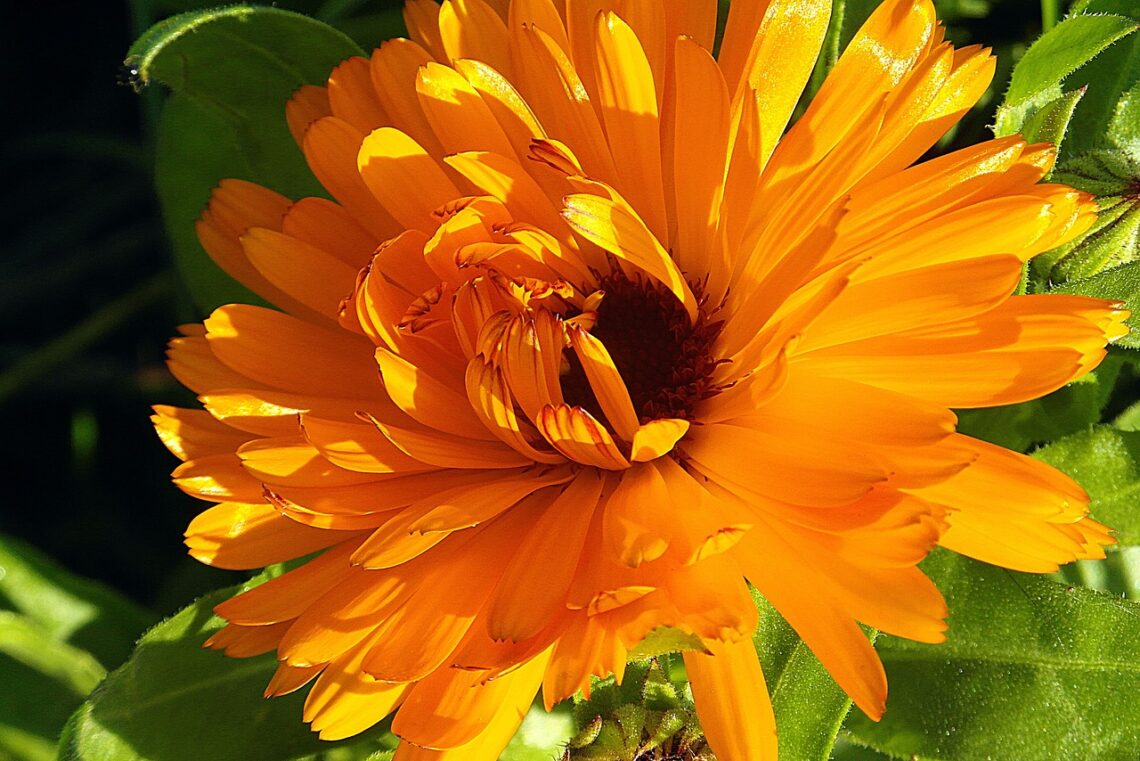 Calendula : histoire, utilisations et bienfaits. - Naturaforme