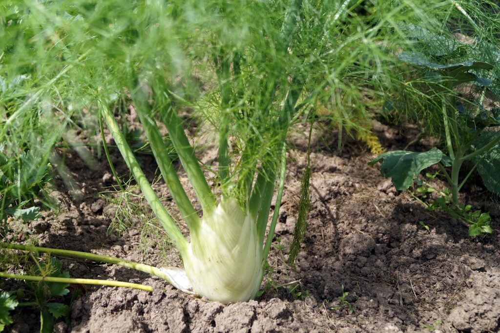 Fenouil : origine, utilisations et bienfaits pour la santé. - Naturaforme