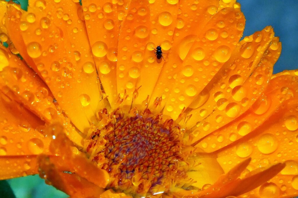 Calendula : histoire, utilisations et bienfaits. - Naturaforme